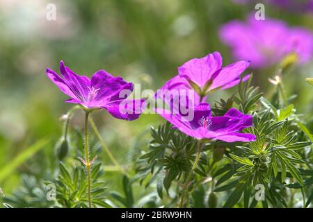 bloody cranesbill, blood-red cranesbill (Geranium sanguineum), flower ...