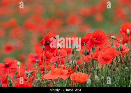 A bumblebee flies over a field with flowers in Wehrheim near Frankfurt ...