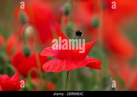 A bumblebee flies over a field with flowers in Wehrheim near Frankfurt ...