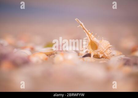 Murex shells source of the purple dye traded by the Phoenicians in ...