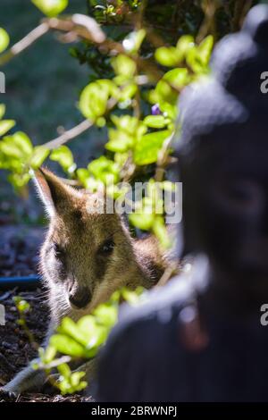 An Allied rock wallaby sitting on a granite rock at Towers Hill ...