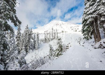 path cover with snow in paradise area,scenic view of mt Rainier ...