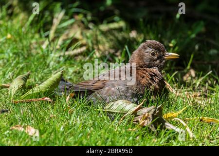 Female Blackbird sunbathing Stock Photo - Alamy