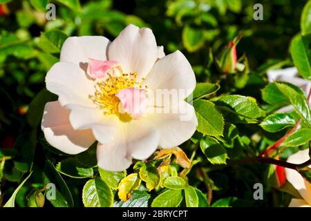 Bishop Darlington Rose Stock Photo - Alamy