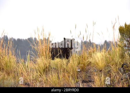 Grizzly bear cub in Lamar Valley, Yellowstone National Park, Wyoming ...