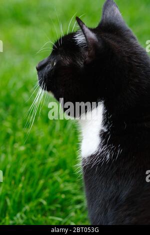 A cat looking into the distance Stock Photo - Alamy