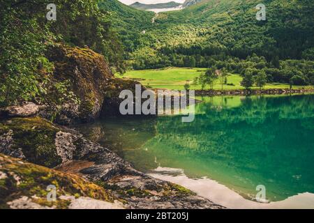 A beautiful forest area with mossy trees Stock Photo - Alamy