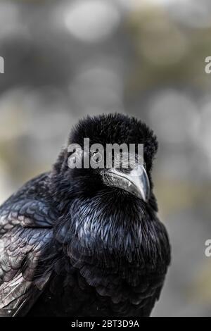 Raven - Corvus corax, Portrait waiting on a rock Stock Photo - Alamy