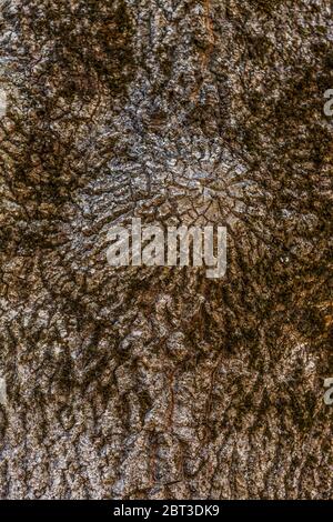 Bulging Tree Trunk Stock Photo - Alamy