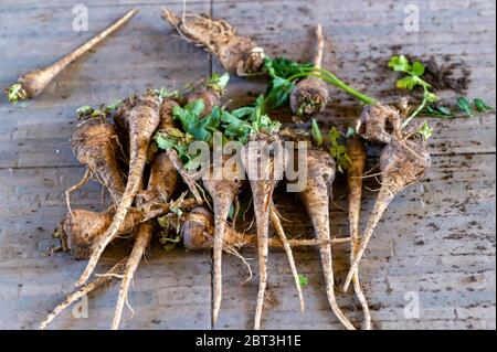 Close up of pile of parsnip roots with green leaves on light surface ...