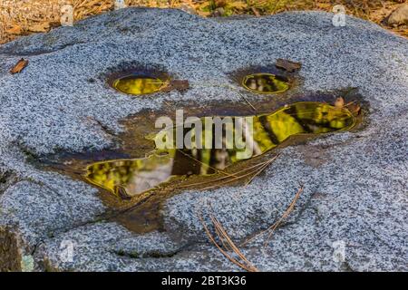 Native American Indian acorn grinding holes mortar stones in bedrock at ...