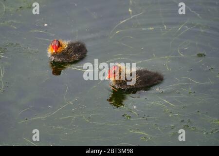 Coots puppies in Adda River, Trezzo, Lombardy, Italy Stock Photo - Alamy