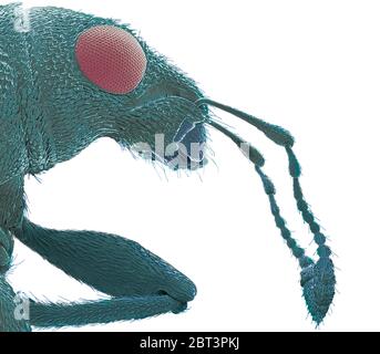 Insect compound eye, coloured scanning electron micrograph (SEM). The ...
