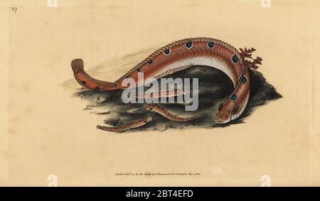 Rock gunnel, Pholis gunnellus (Spotted blenny or butter fish, Blennius ...