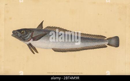 European hake, Merluccius merluccius (Hake, Gadus merluccius ...