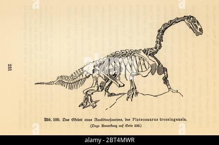 Plateosaurus, dinosaur from the Late Triassic period isolated on white ...