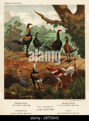 Illustration of bantam Stock Photo - Alamy