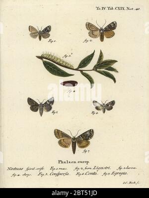 The coronet moth (Craniophora ligustri) in profile. British insect in ...