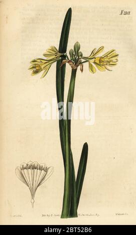 Yellow calostemma, Calostemma luteum. Handcoloured copperplate ...