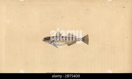Sand goby, Pomatoschistus minutus (Spotted goby, Gobius minutus ...