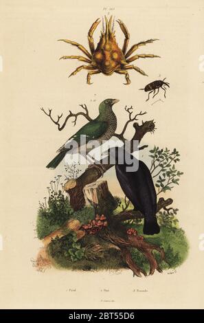 Four-horned Spider Crab - Pisa tetradon Stock Photo - Alamy