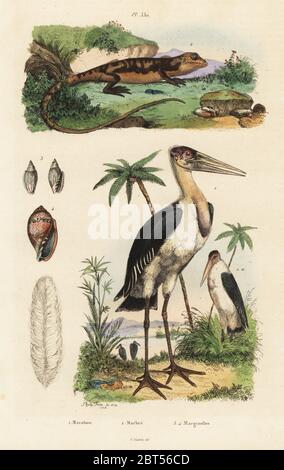 A common monkey lizard (Polychrus marmoratus) also known as a bush ...