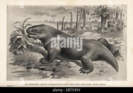 Reconstruction of a large Anomodont reptile, Pareiasaurus baini, from ...