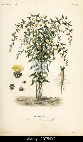 Scammony, Convolvulus scammonia, Scammonee. Handcoloured steel ...
