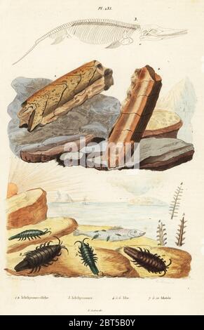 Fossils of extinct Ichthyosarcolites triangularis 1,2, fossil skeleton ...