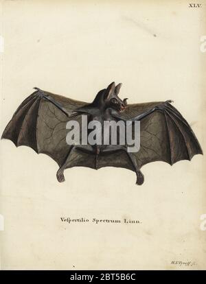 spectral bat Vampyrum spectrum, (zoology book, 1913), Vampir Stock ...