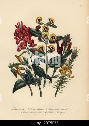 Ornamental lalage, Lalage ornata, tooth-leaved scottia, Scottia dentata ...