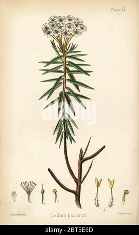 Marsh Labrador Tea, Rhododendron tomentosum, Ledum palustre poisonous ...