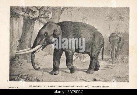 Elephant evolution, illustration Stock Photo - Alamy