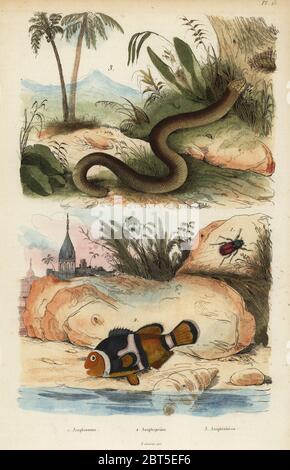 Saddleback clownfish (Amphiprion polymnus) from Cabilao, the ...