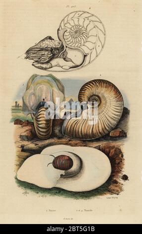 Bladder Moon Snail (Neverita didyma Stock Photo - Alamy
