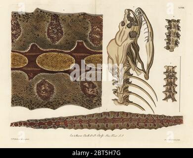 skeleton of boa constrictor Stock Photo - Alamy