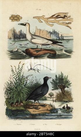 Red-fronted Coot (Fulica rufifrons), Australia Stock Photo - Alamy