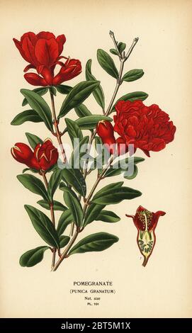 Pomegranate flower, Punica granatum. Chromolithograph of a botanical ...