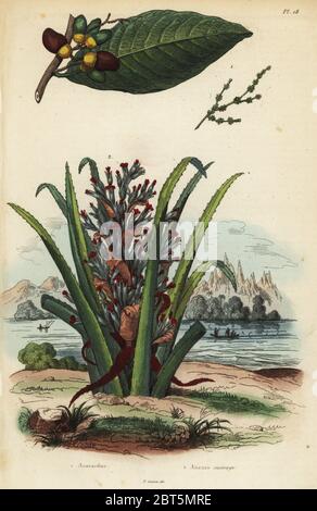 Fruit. Semecarpus Anacardium. The Marking Nut tree. A medium sized ...