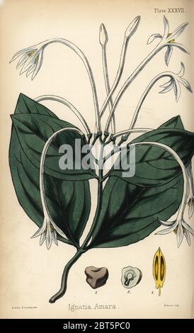 St. Ignatius bean, Strychnos ignatii. Handcoloured lithograph by ...
