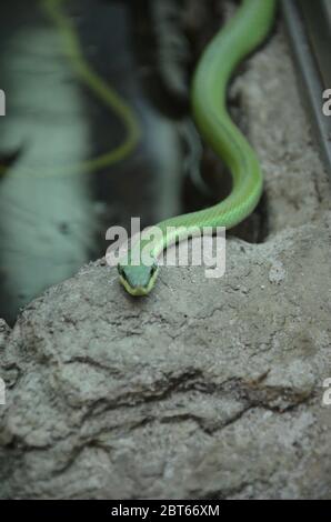 Argentine Long-nose Snake (Philodryas baroni) adult, Long-nose Snake ...