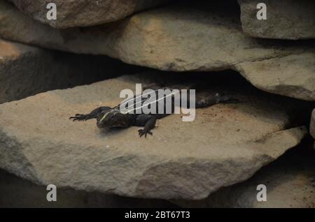 FLAT LIZARD male, basking Platysaurus guttatus South Africa Stock Photo ...