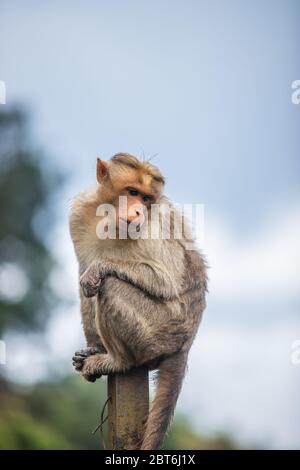 Monkey sit down looking with sad eyes, Pantanal, Brazil Stock Photo - Alamy