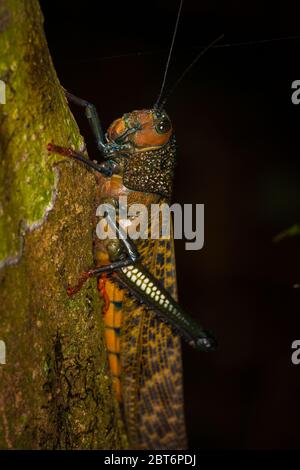Giant grasshopper (Tropidacris cristata) insect macro image taken in ...