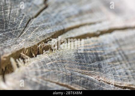 Cracked and split tree cross section of a lopped tree branch stump as ...