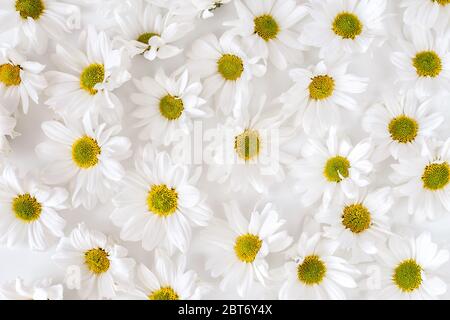 Daisy pattern. Flat lay spring and summer chamomile flowers on a blue ...