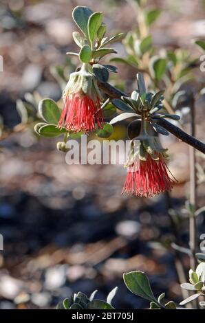 Australian native Wild Rose Diplolaena grandiflora, family Rutaceae ...