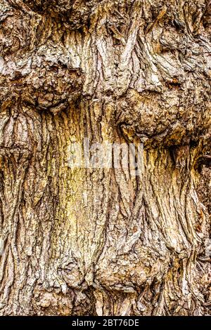 Texture of tree bark brown bumps and cracks in sunlight close-up Stock ...