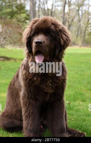 Adorable brown Newfie puppy dog sitting and looking cute Stock Photo ...