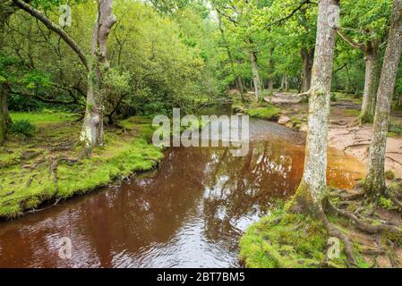 Forest river at Ober Water, New Forest National Park, Hampshire ...
